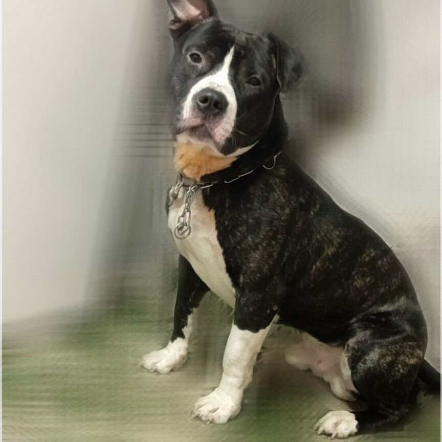 Американский стаффордширский терьер, вязка