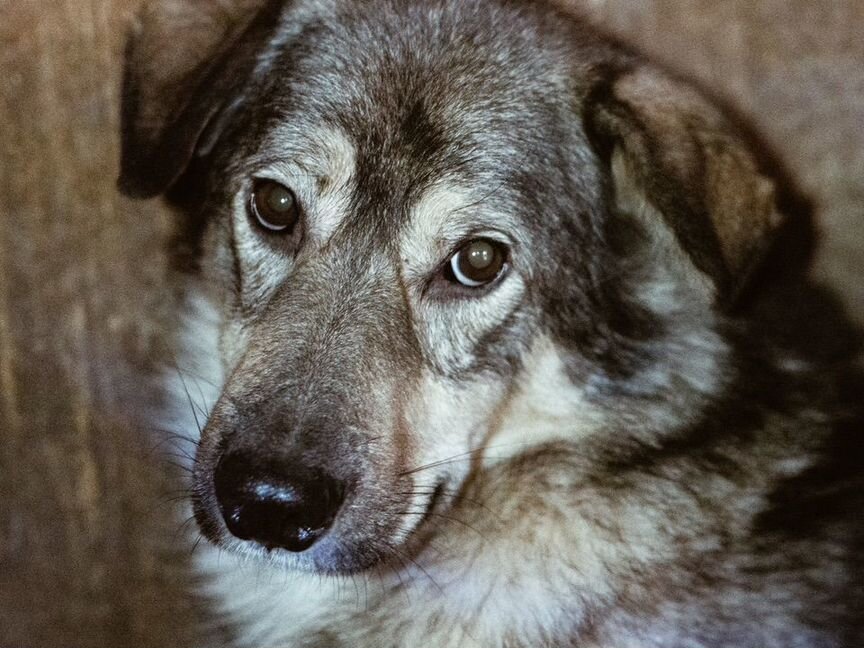 Собака в добрые руки