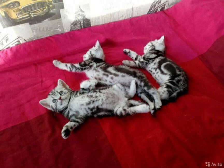 Элитные британские мраморные котята