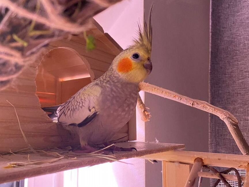 Попугай корелла