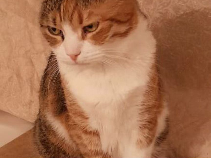 Славная кошечка трехцветочка