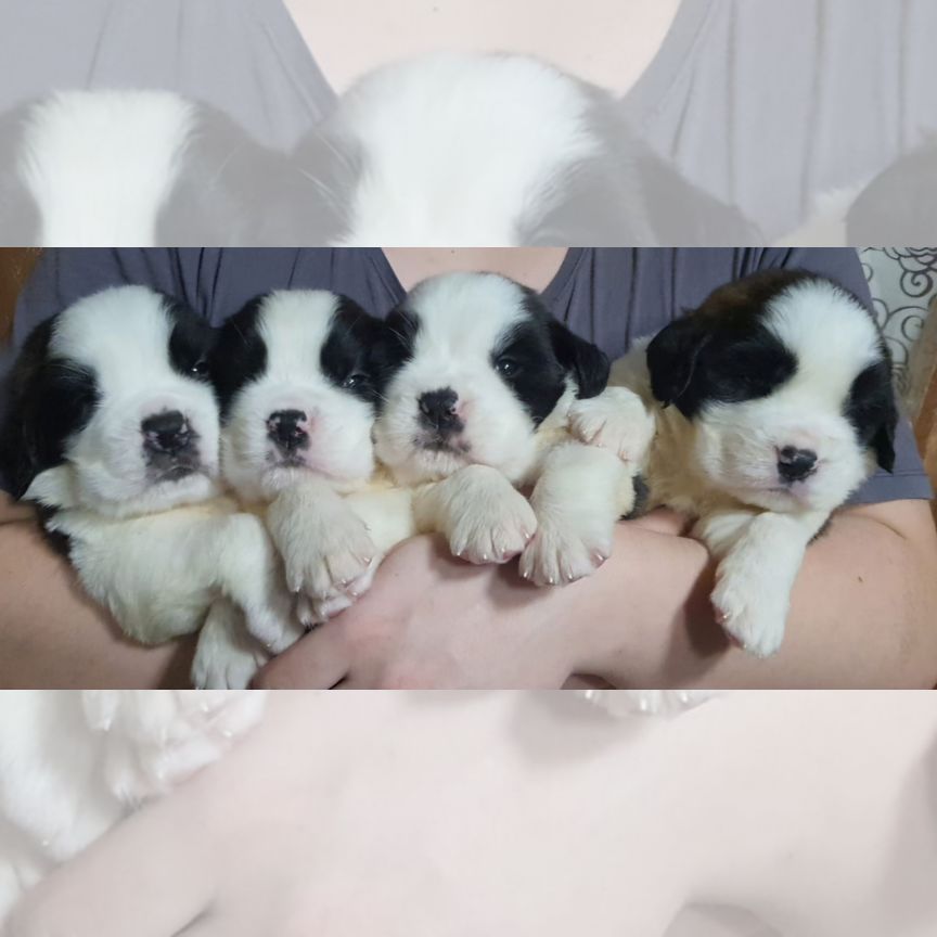 Сенбернарчики РКФ