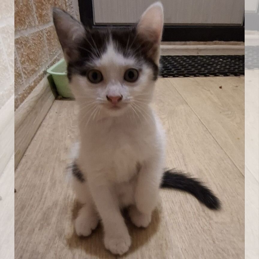 Котёнок в добрые руки