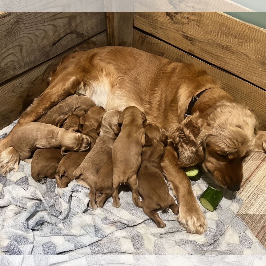 Английский кокер-спаниель, щенок