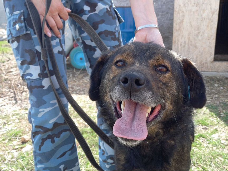 Дружок ищет дом