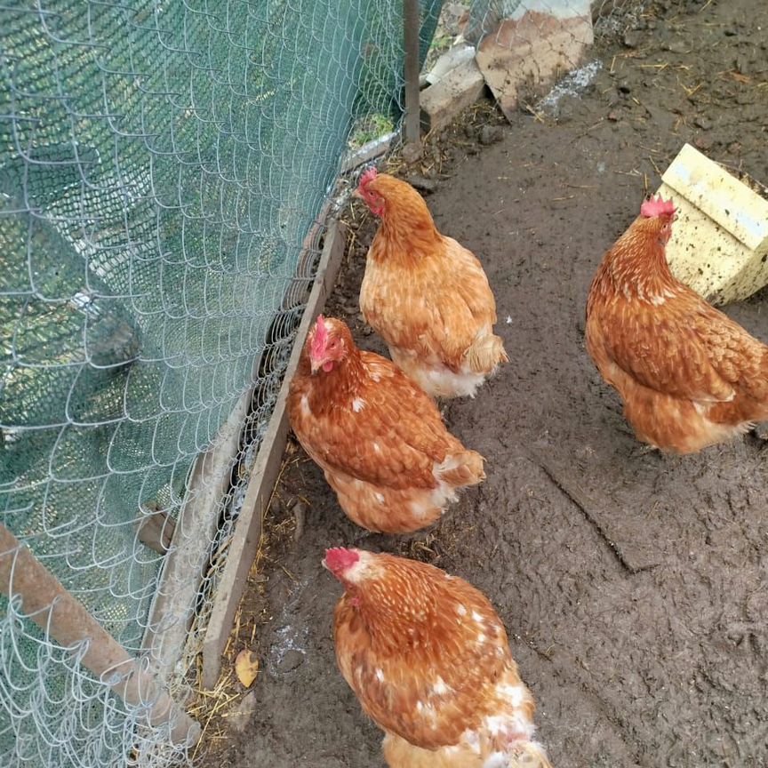 Куры несушки