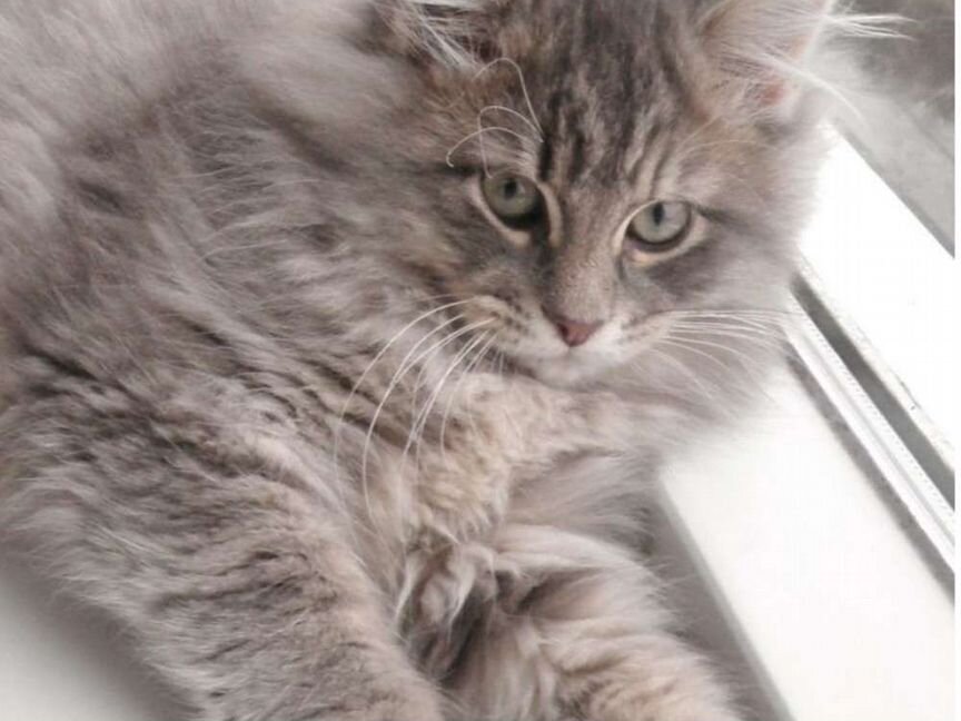 Сибирская красавица в ответственные руки