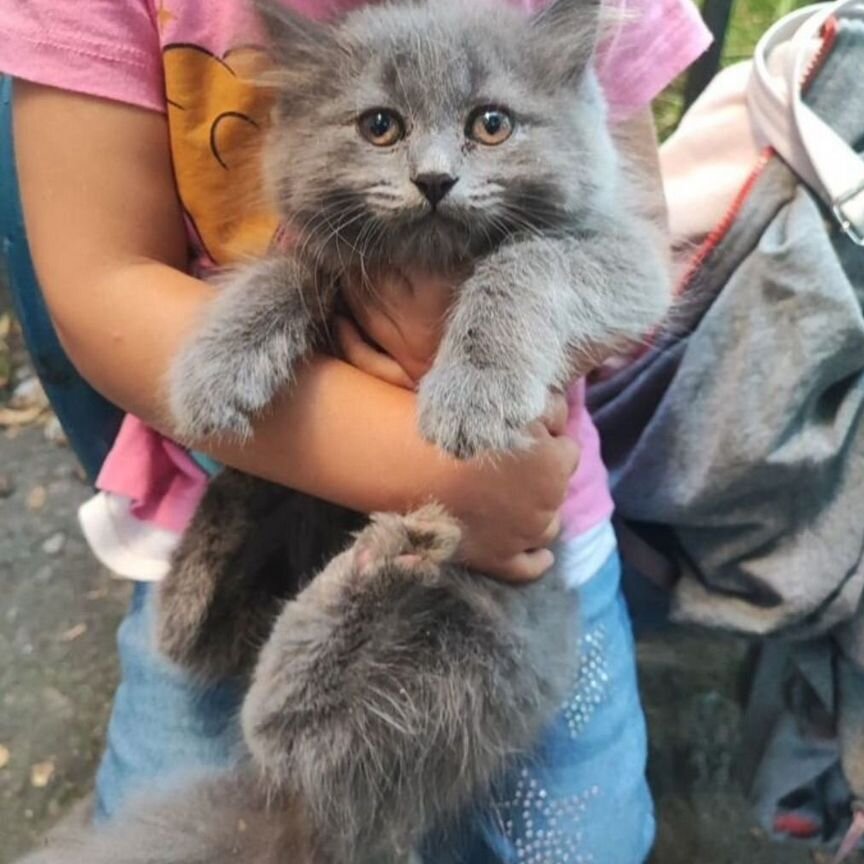 Отдам кота (пуховой)