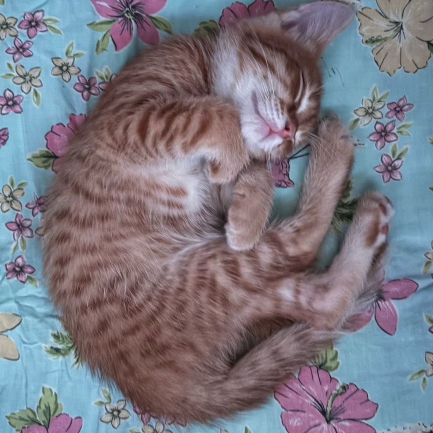 Котёнок в добрые руки