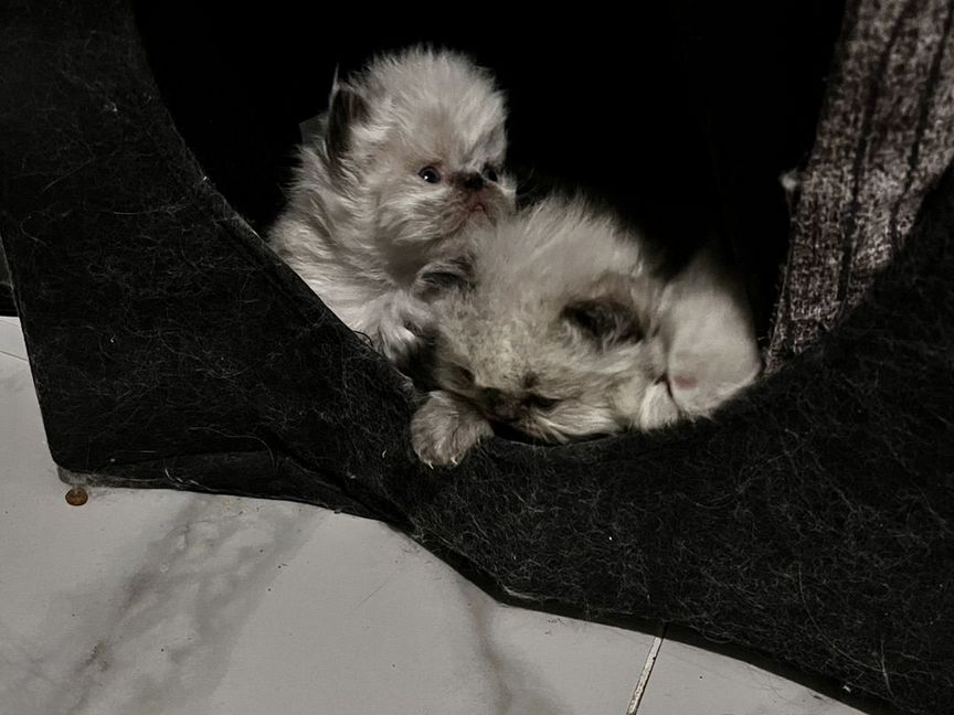 Персидские котята