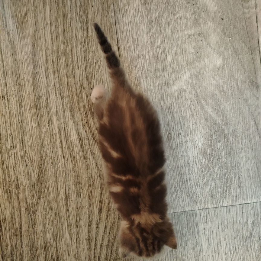 Котята