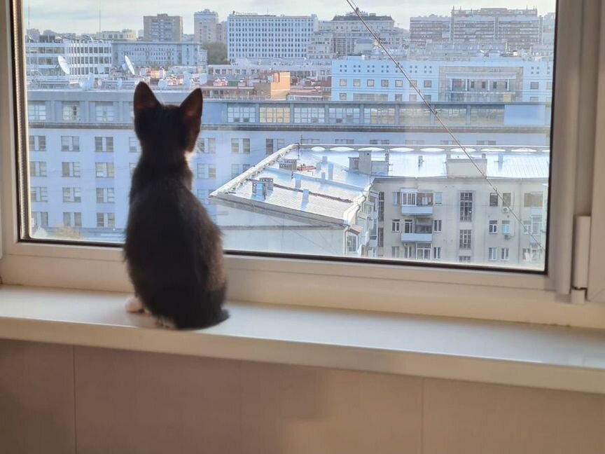 Черно-белый котенок ищет дом