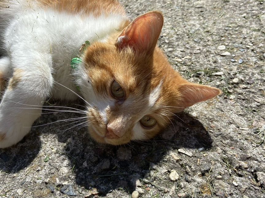 Кот Василий