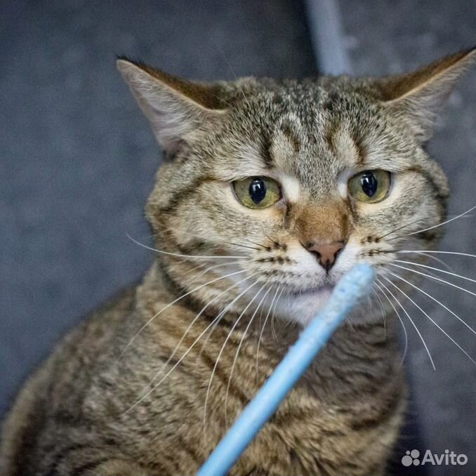 Красавица Люсенька из приюта ищет дом