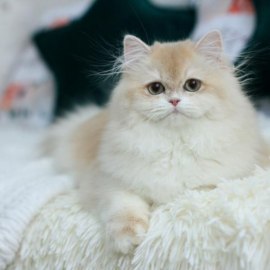 Британский котенок Барбара