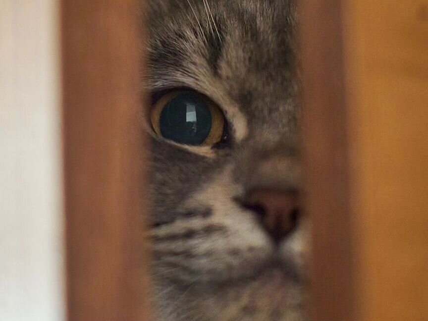 Кошки из приюта нуждаются в доме