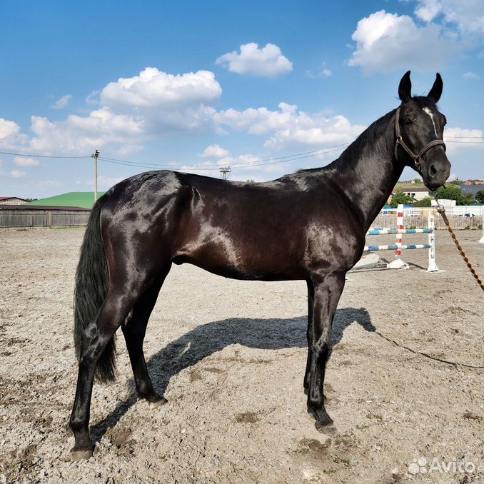 Продажа лошадей