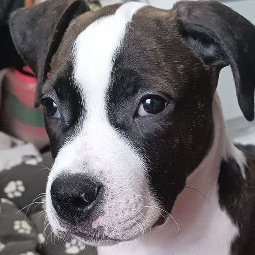 Американский стаффордширский терьер, щенок