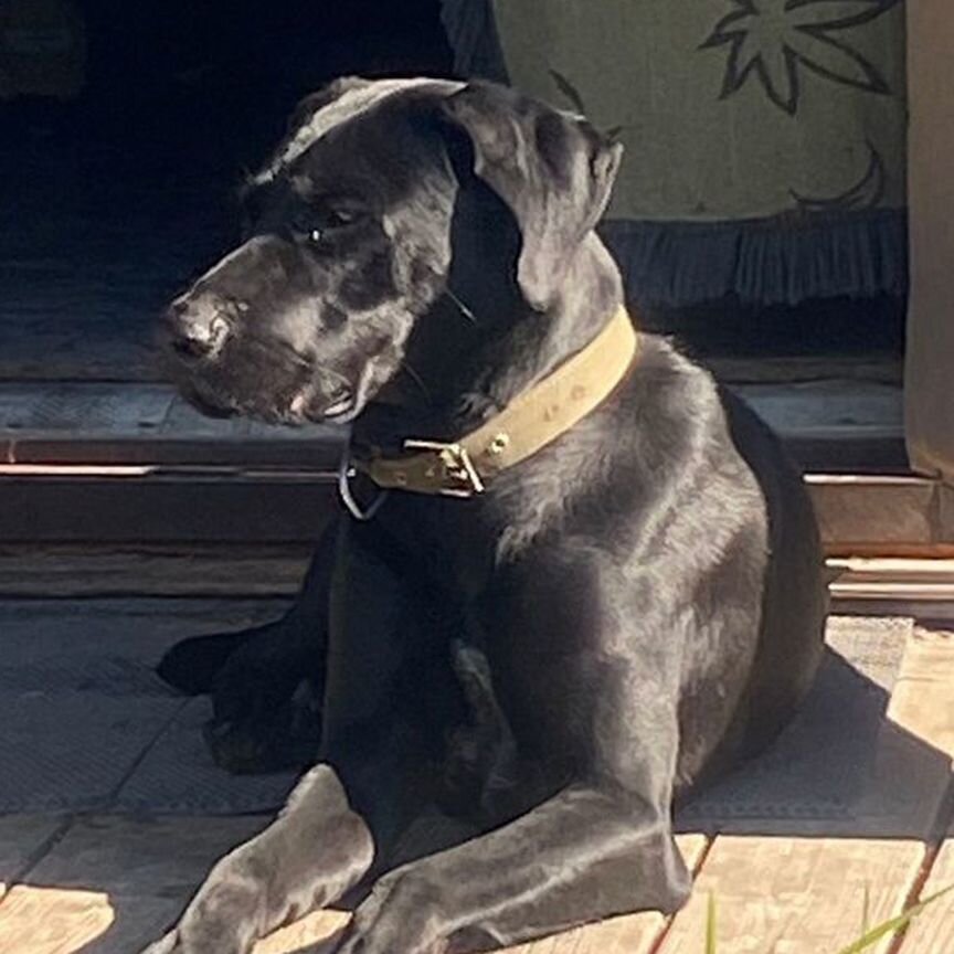 Замечательная собака Рэмми в поисках дома