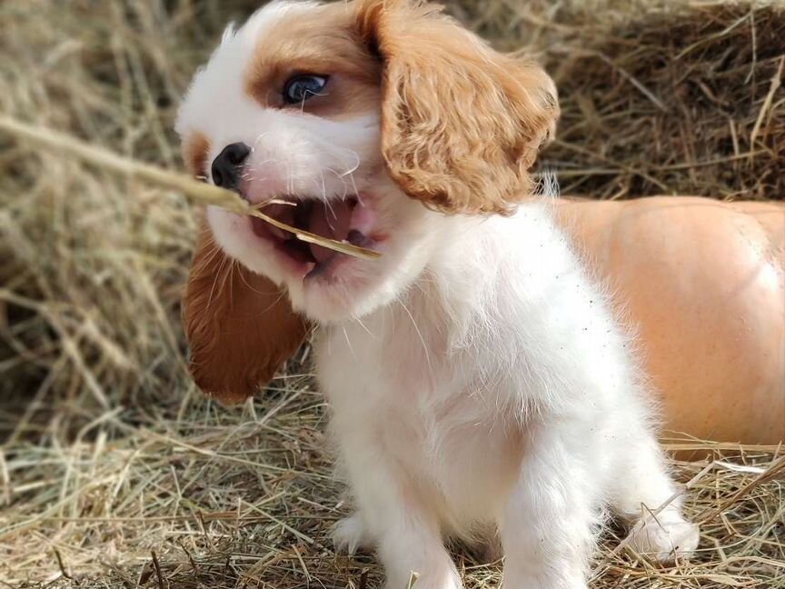 Кавалер Кинг Чарлз спаниель