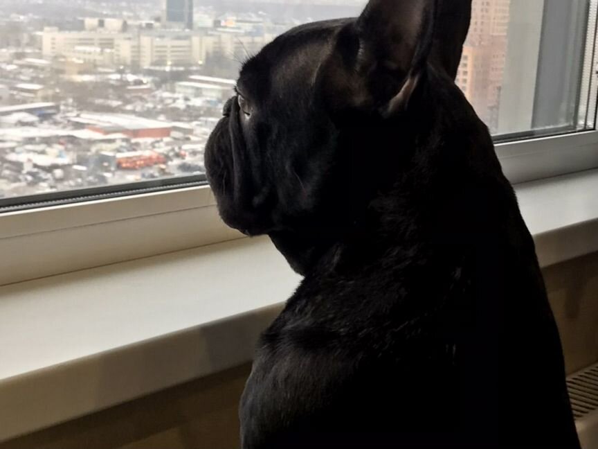 Французский бульдог кабель вязка