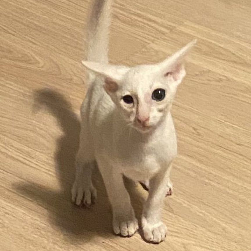 Ориентальный котёнок