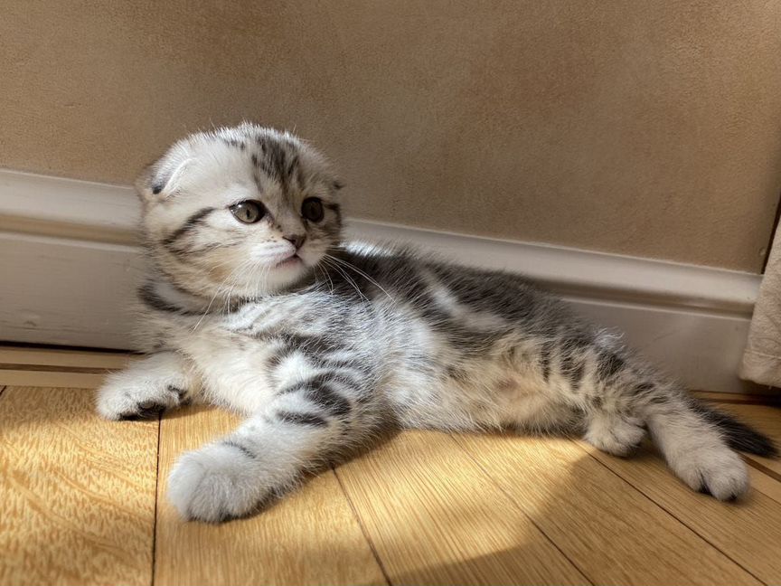 Шотландские маленькие котята