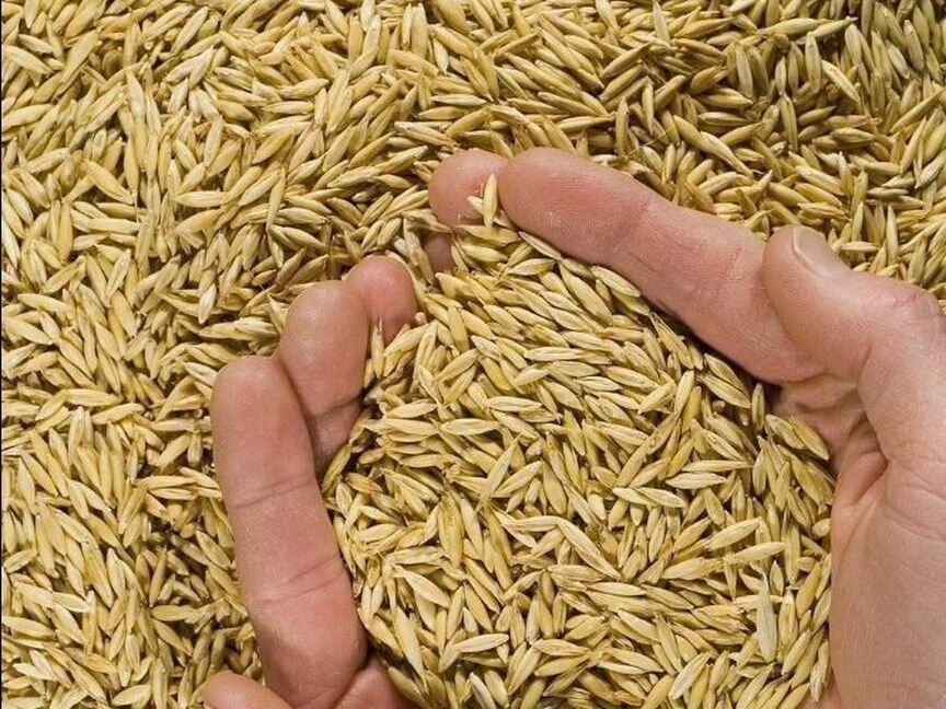 Кормовой овёс, Просо на корм