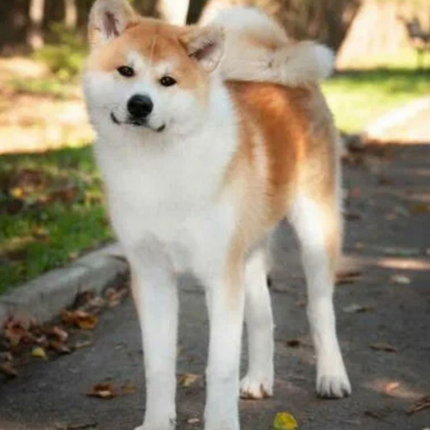 Акита-ину, взрослая собака