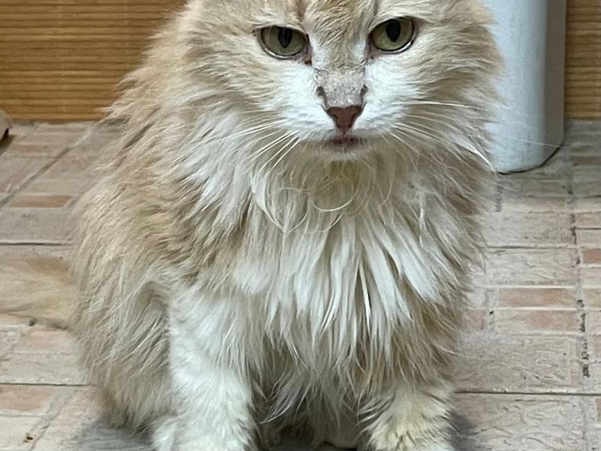 Сибирская кошка Шуша