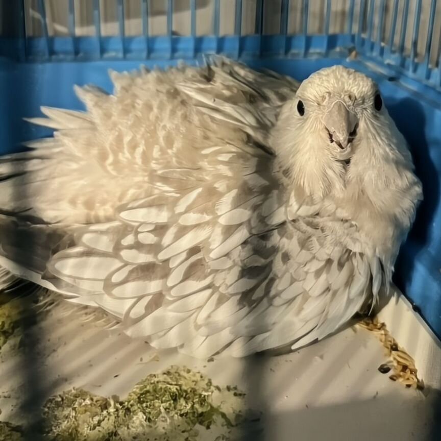 Попугай карела