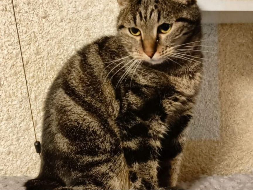 Кошечка Фиона ищет дом