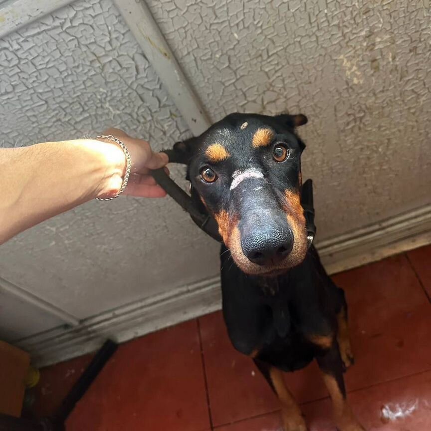 Мини доберман в добрые руки