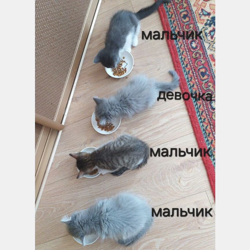 Котята в добрые руки