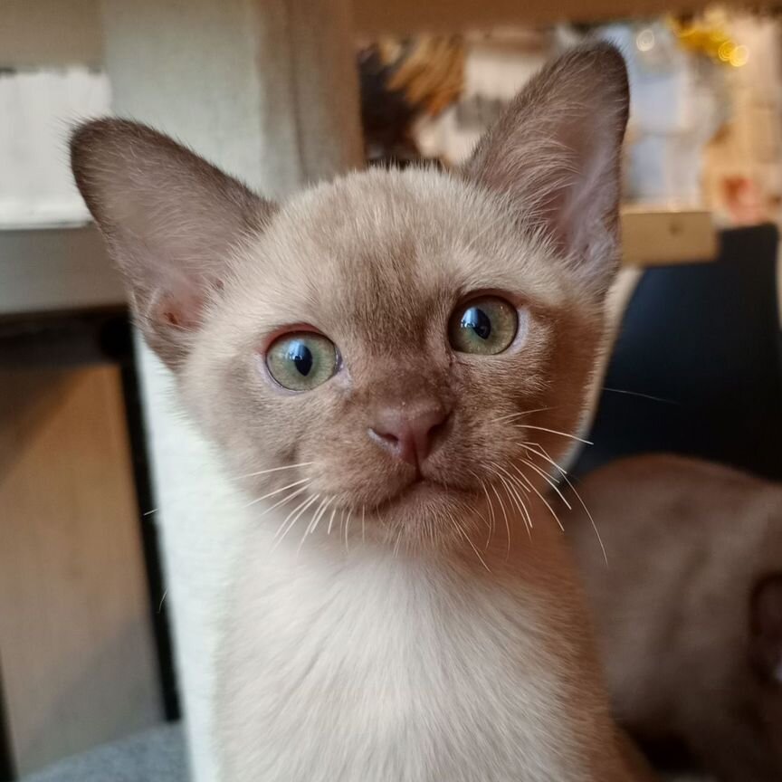 Шоколадный мальчик