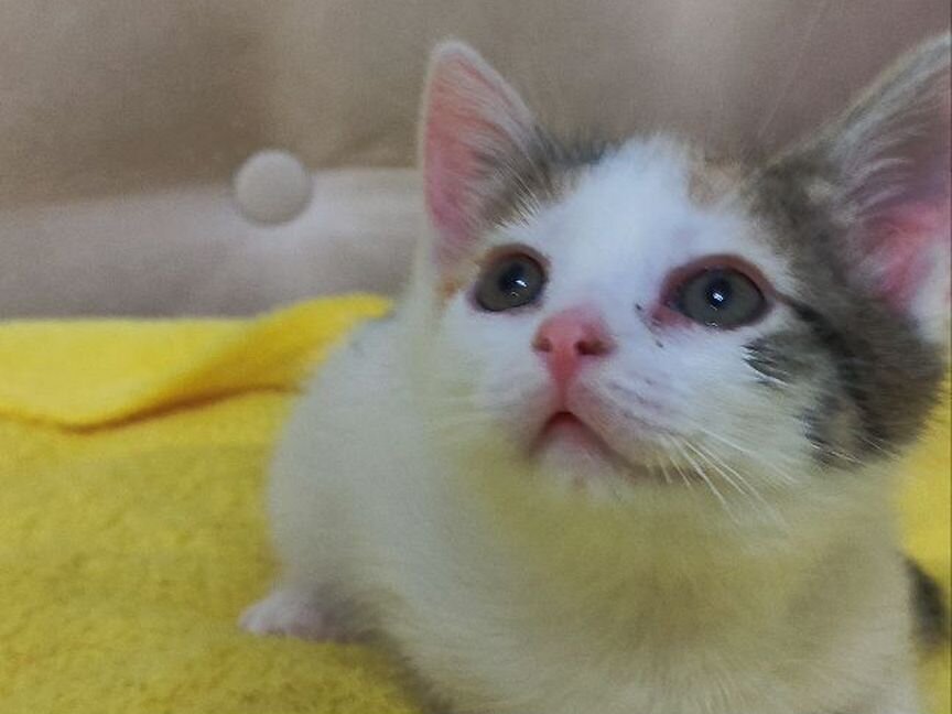 Трехцветная кошечка