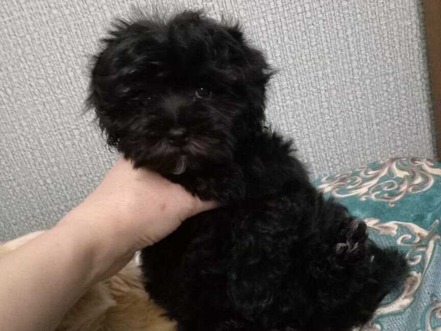 Щенки мальтипу F1 мини