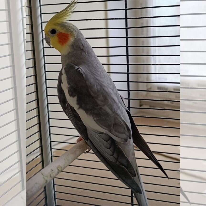 Попугайчик 4мес птенец корелла мальчик