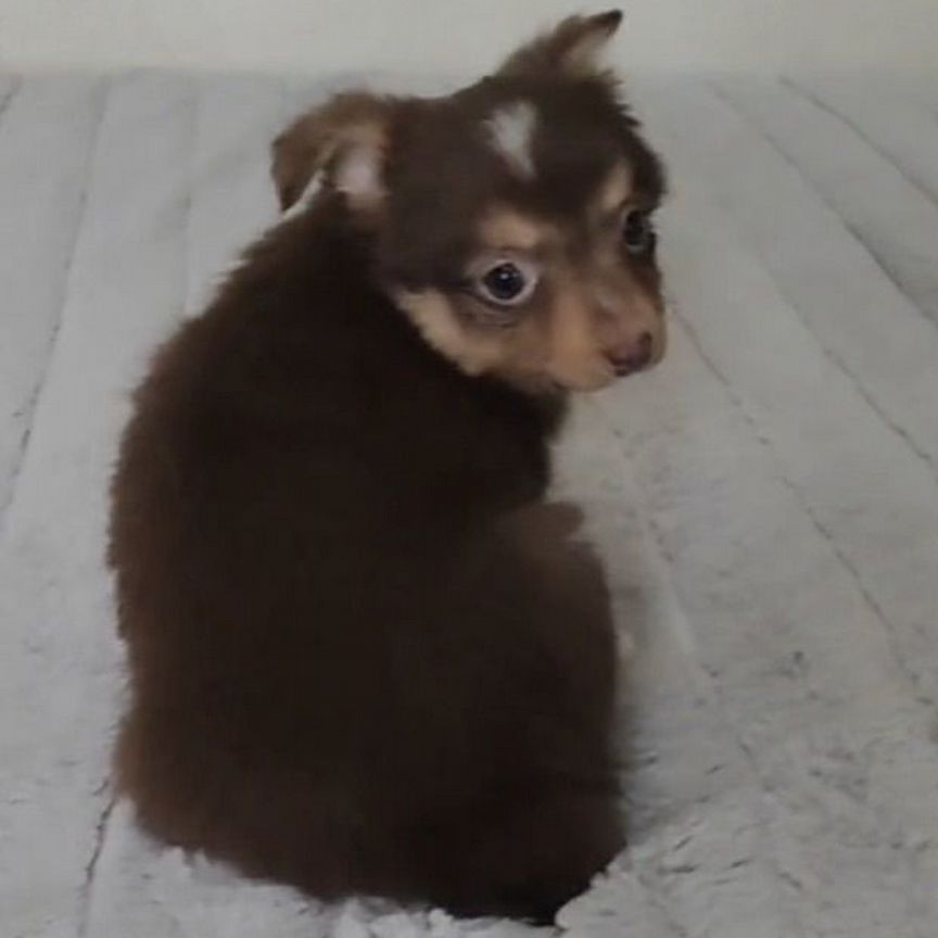 Австралийская овчарка, щенок