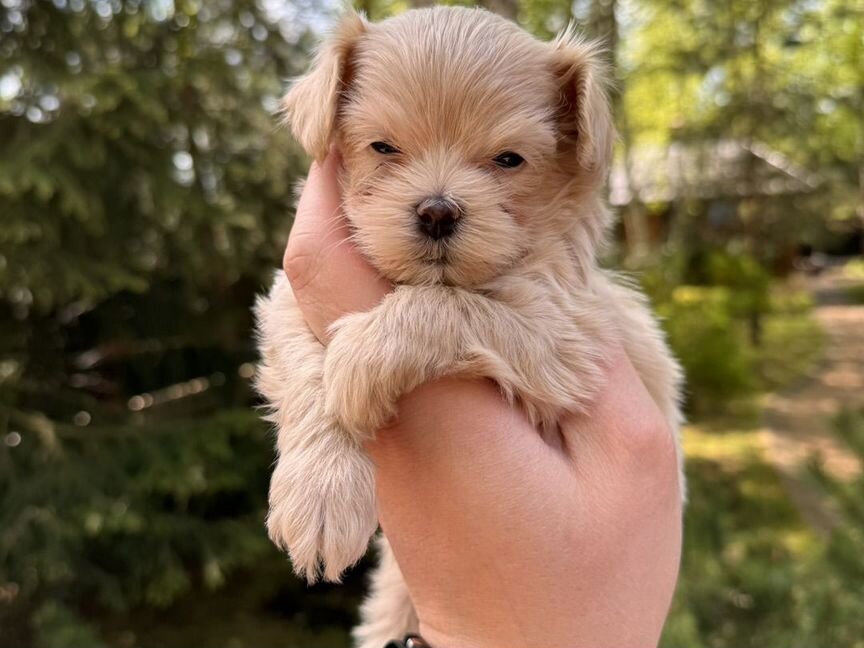 Мальтипу ф1 мини