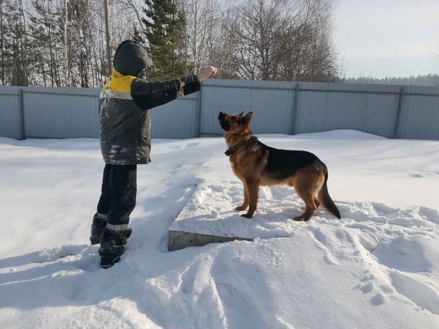 Немецкая овчарка вязка