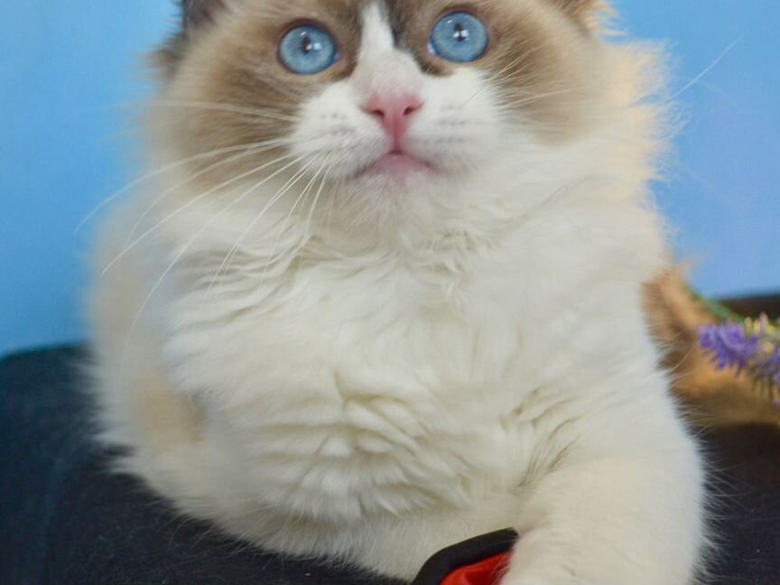 Контактные кошечки, регдолл