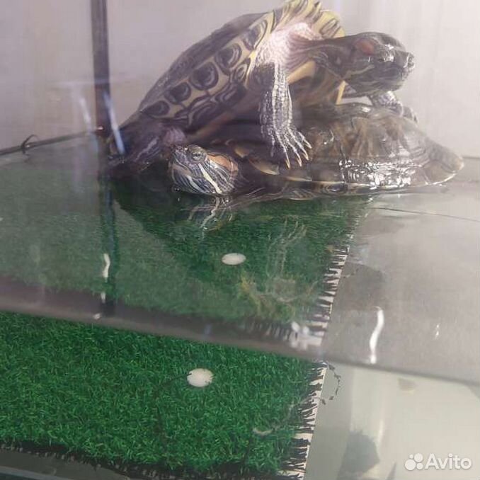 Черепахи красноухие мальчик и девочка