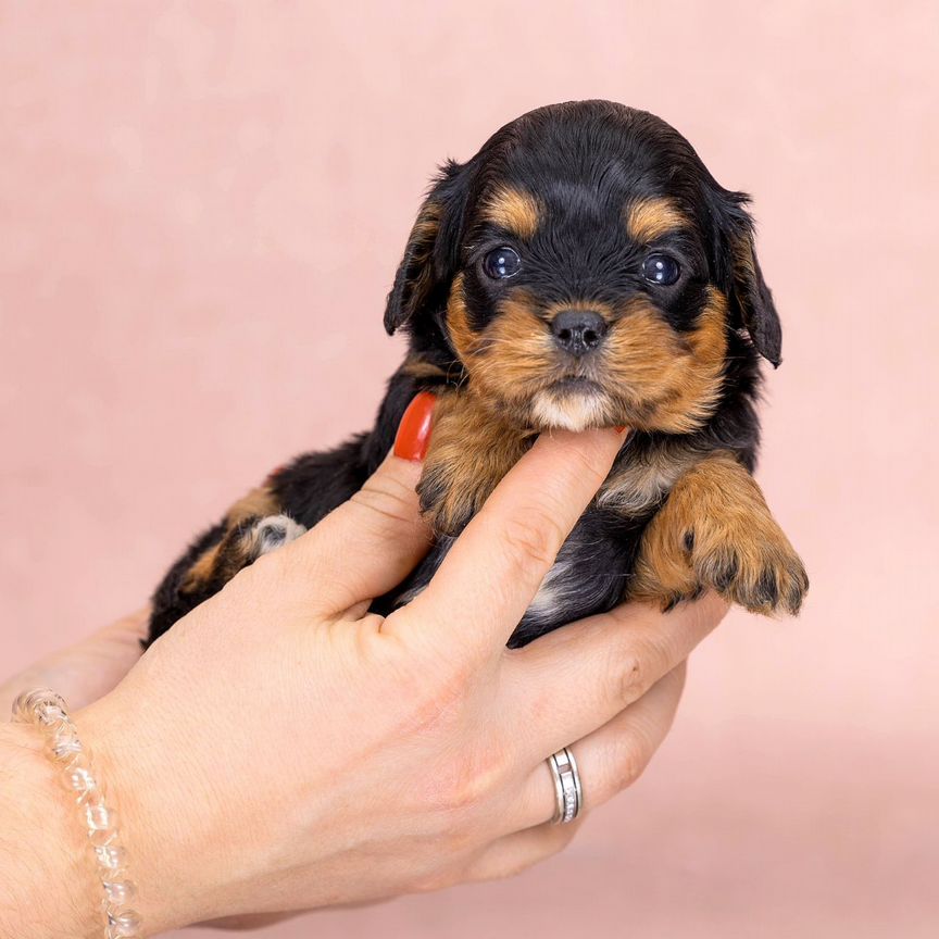 Мальтипу, щенок