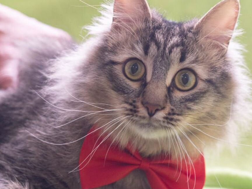 Франтишек - идеальный кот В добрые руки