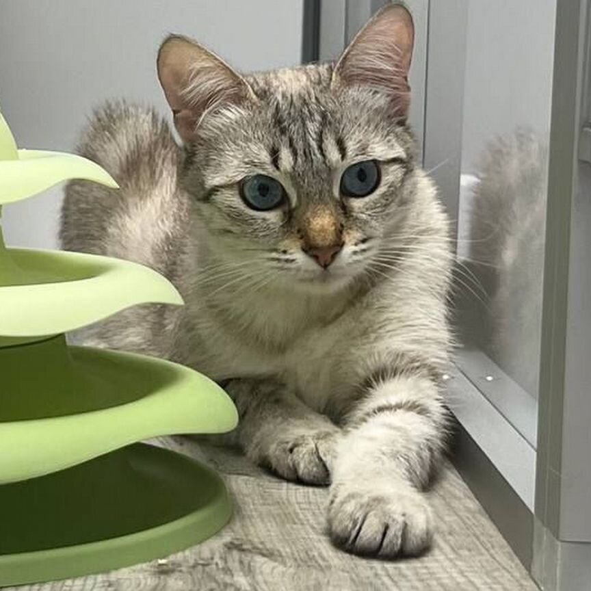 Тайский котёнок