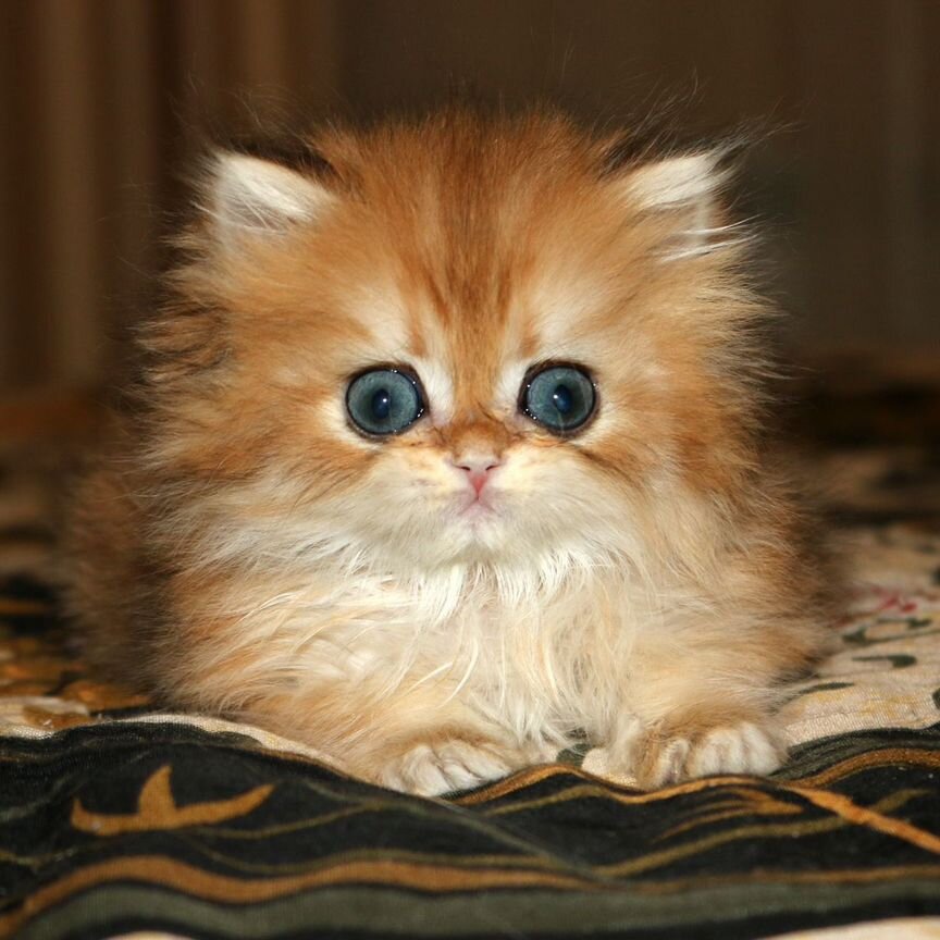 Девочка золотая британская длинношёрстная шиншила