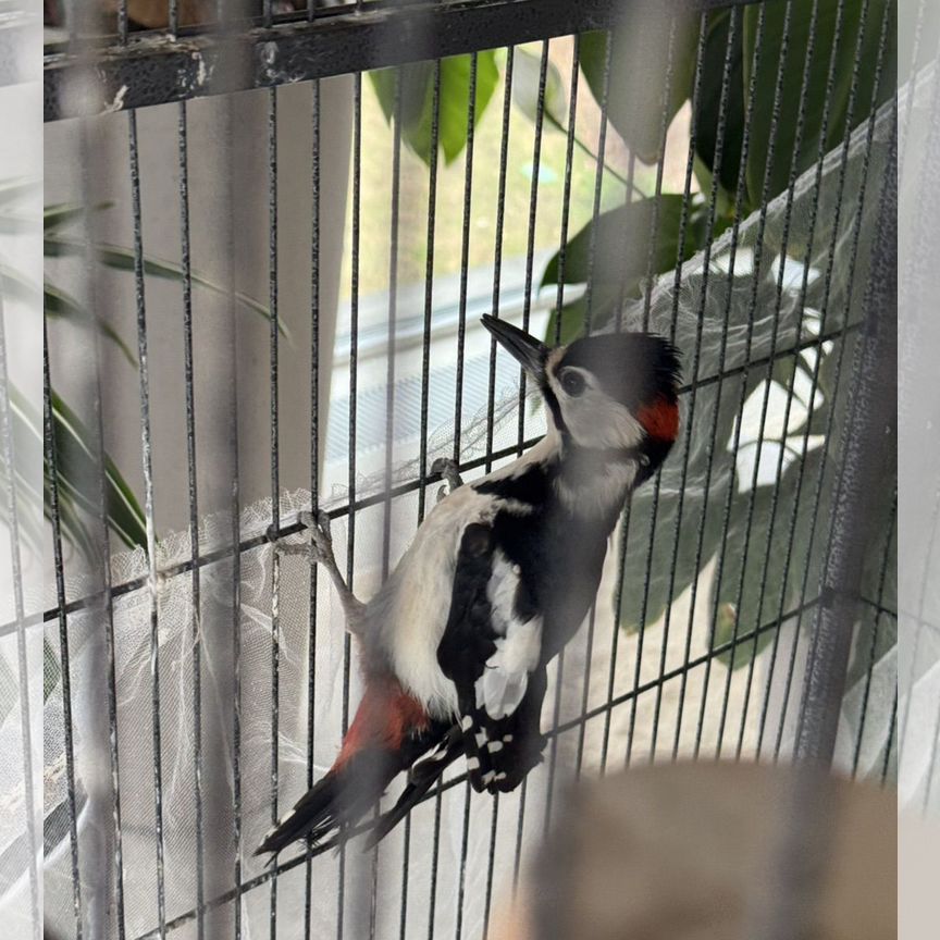 Дятел большой пестрый