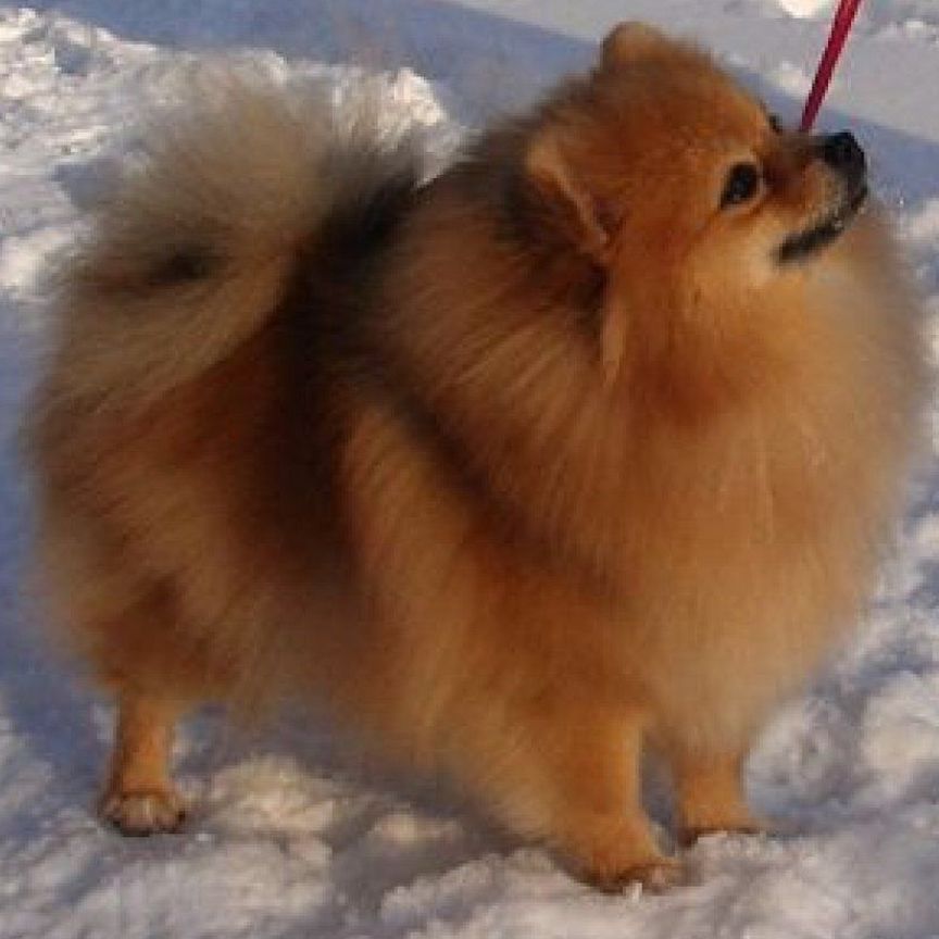 Немецкий шпиц, щенок