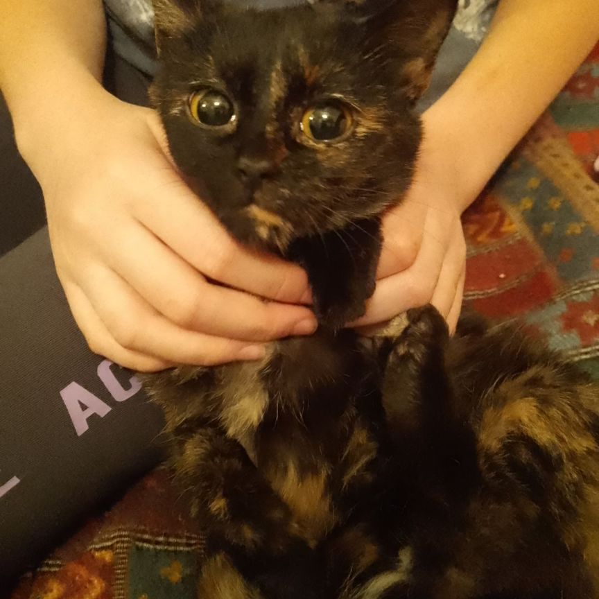 Кошечка с золотой лапкой